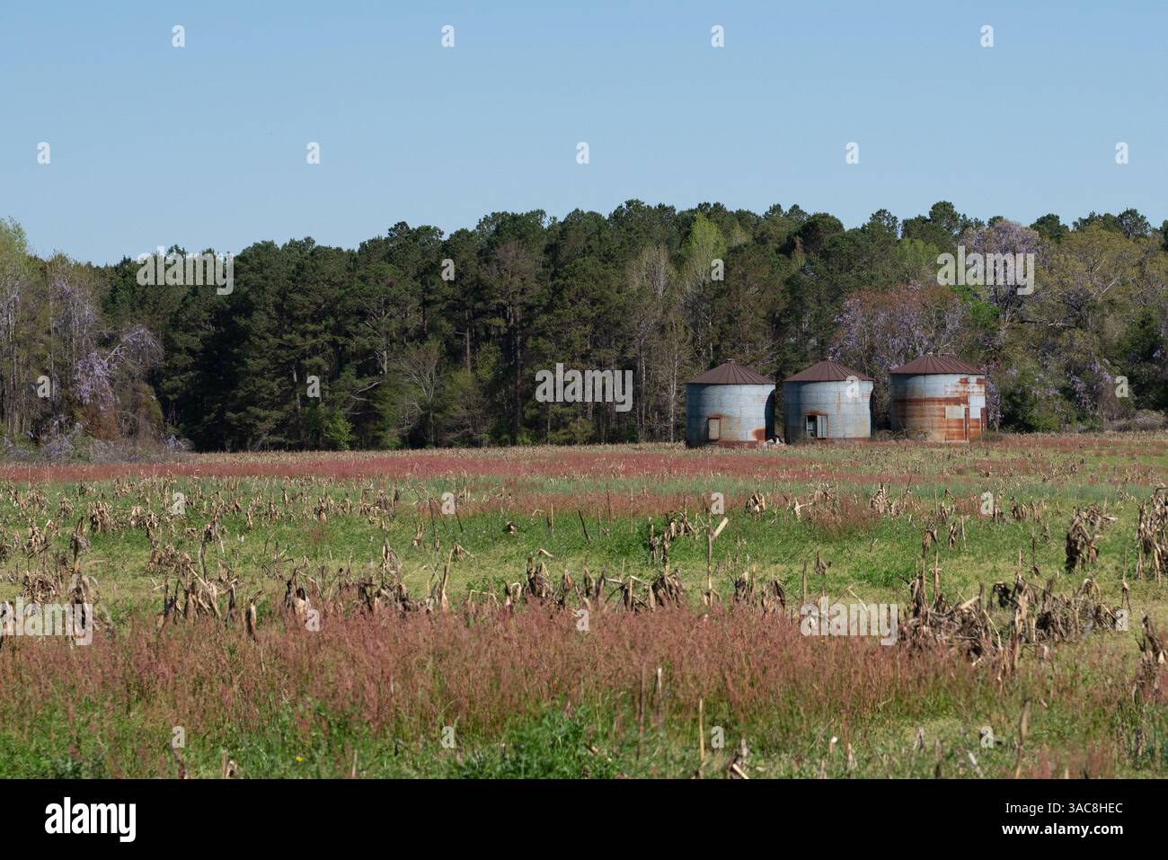 A field with three old metal silos in the background. The silos are ...