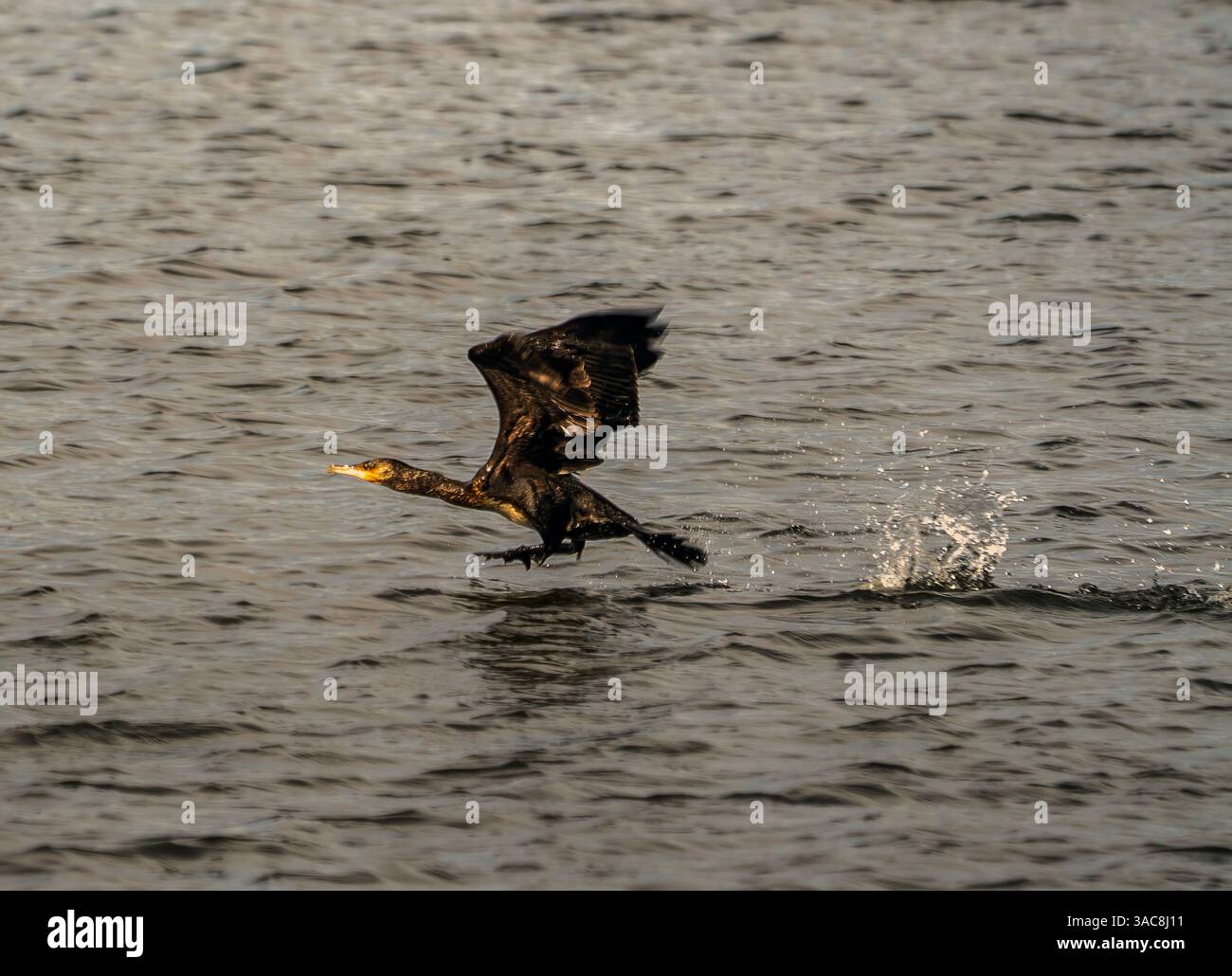 A Cormorant (Phalacrocorax carbo) taking off from Lakeford Lakes in ...