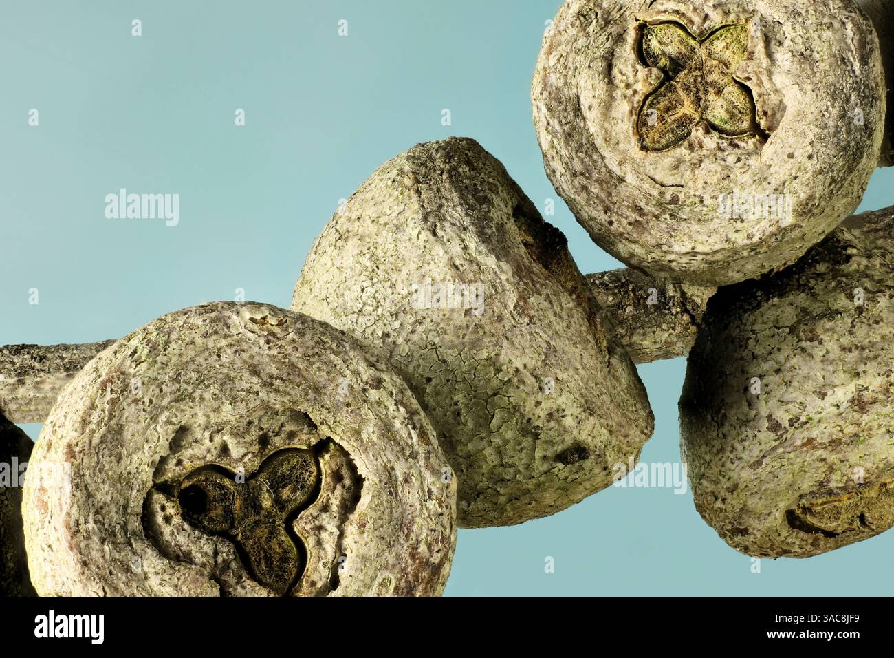 Close up of gum tree fruits (gumnuts) and seeds, South Australia Stock ...