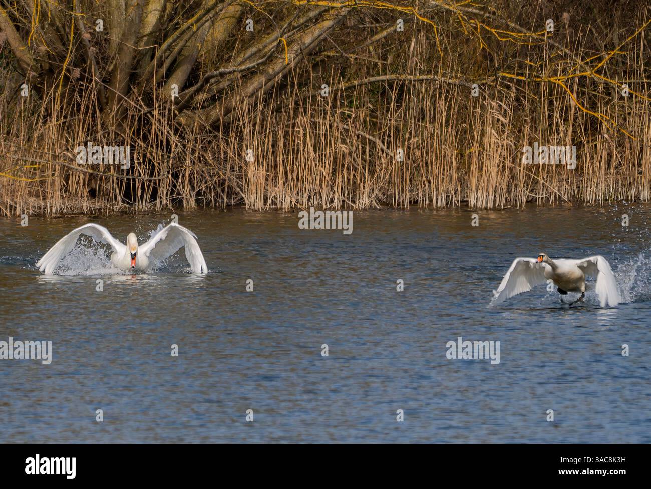Mute Swan (Cygnus olor) on Lakeford Lakes in Suffolk, UK Stock Photo ...