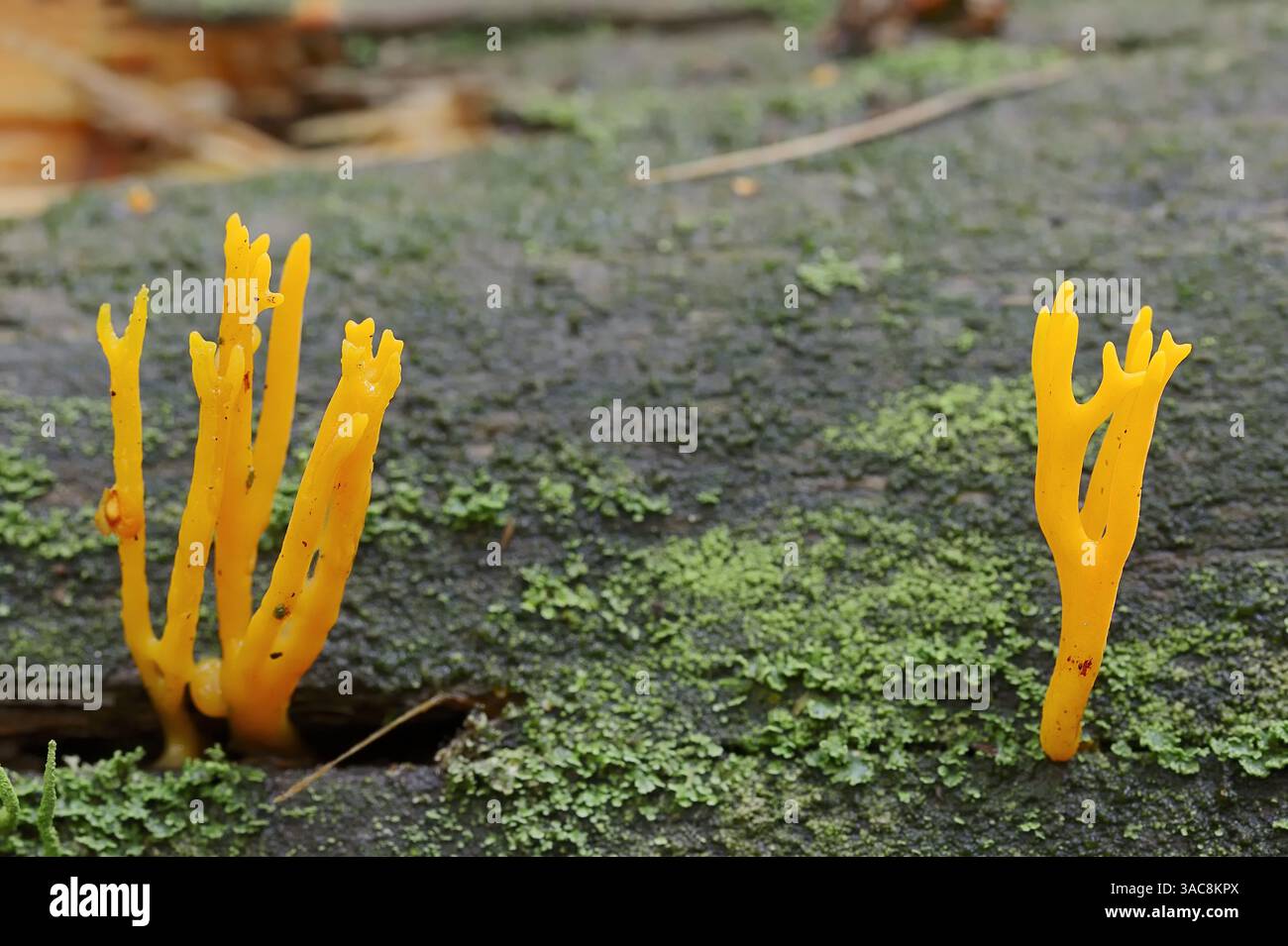 Yellow Stag's-horn Fungus (Calocera viscosa), Germany | Klebriger ...