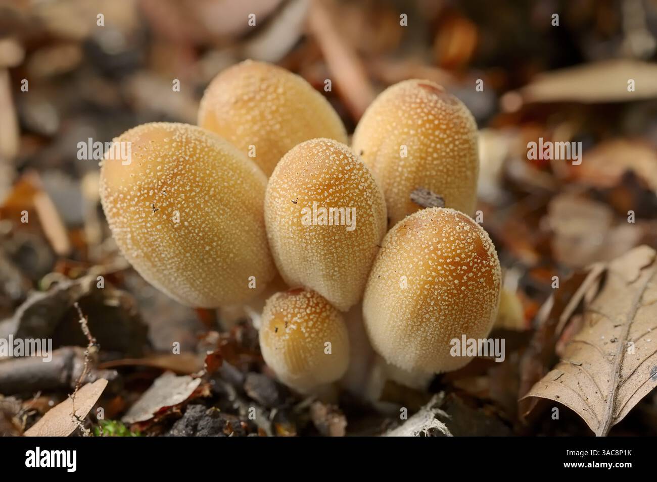 Mica Inkcap or Glistening Inkcap (Coprinellus micaceus, Coprinus ...