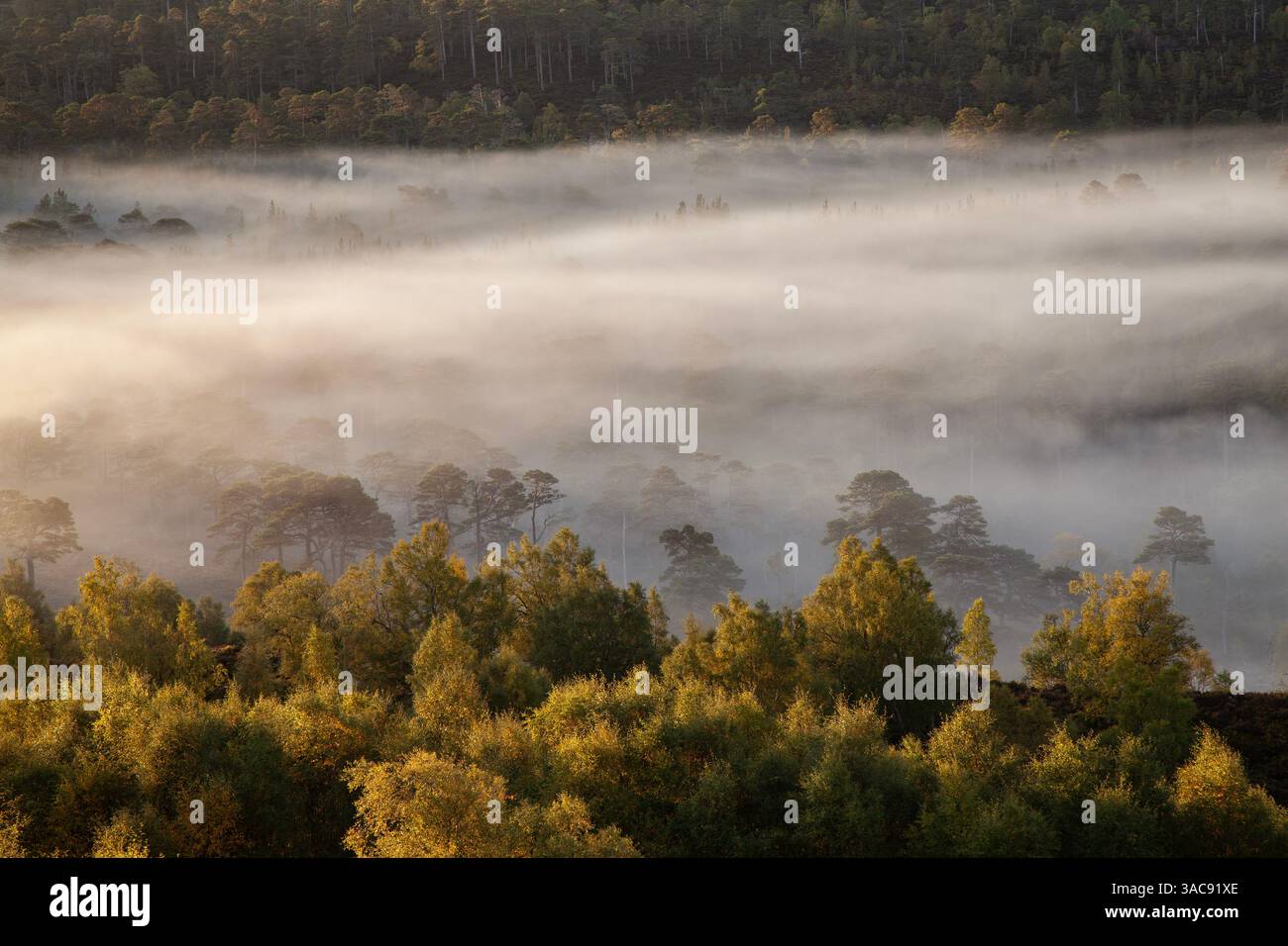 Thick mist hangs through the Caledonian Pine forest of Glen Affric not ...
