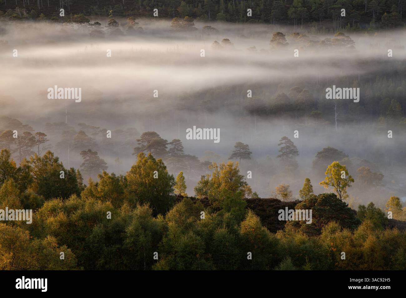 Thick mist hangs through the Caledonian Pine forest of Glen Affric not ...