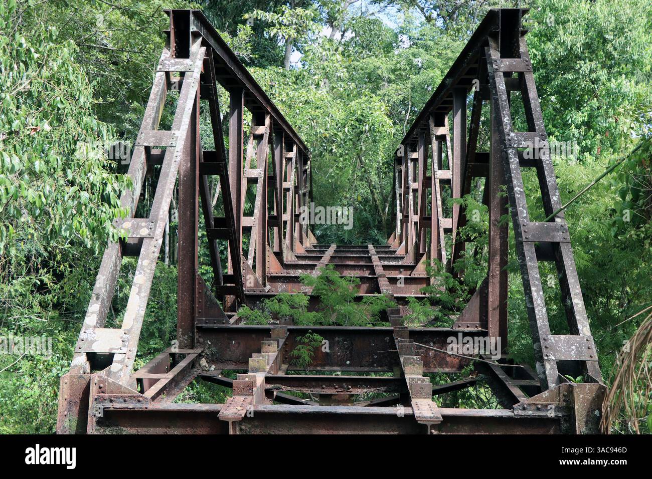 Vegetación densa hi-res stock photography and images - Alamy