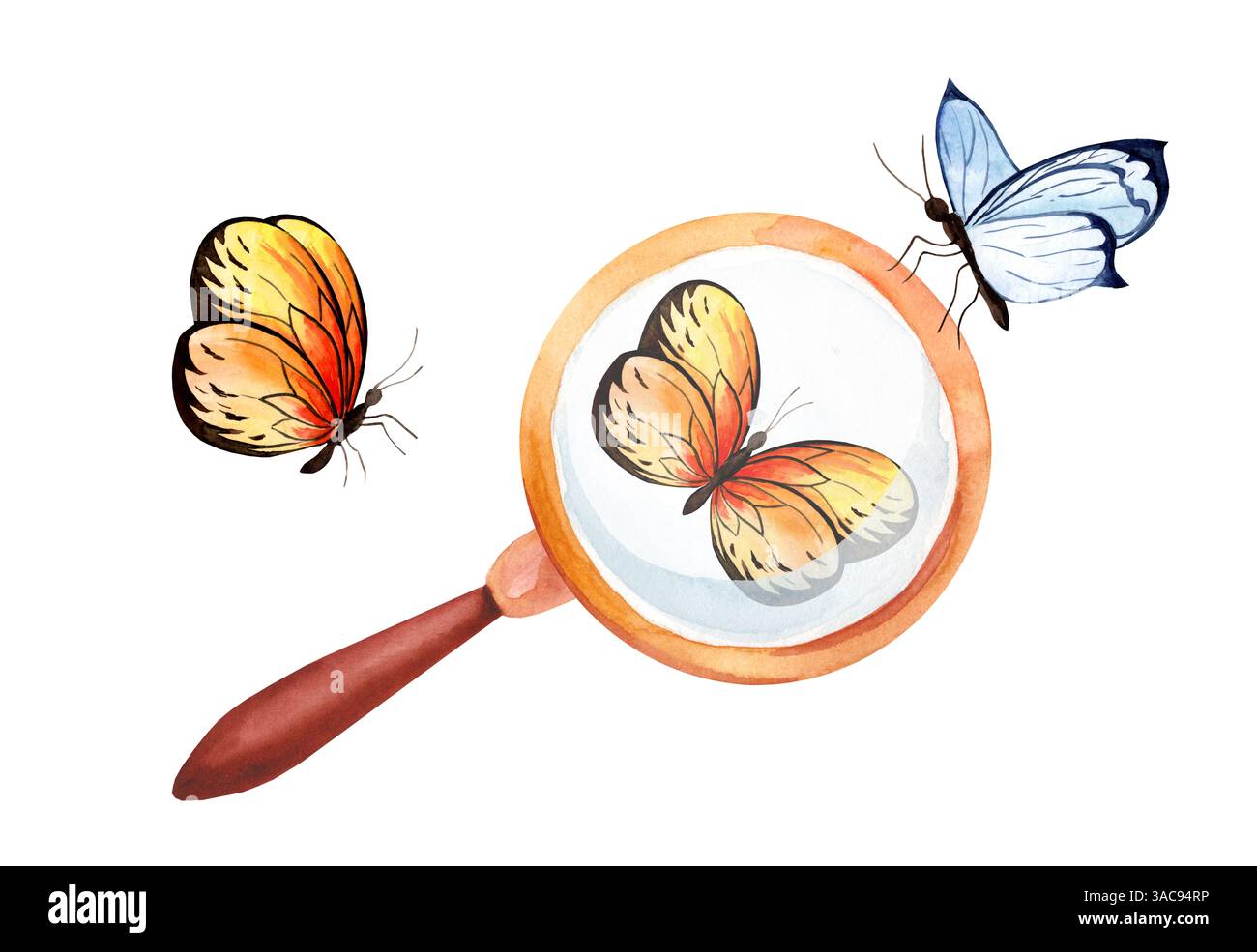 Watercolor illustration of a beautiful butterfly under a vintage ...