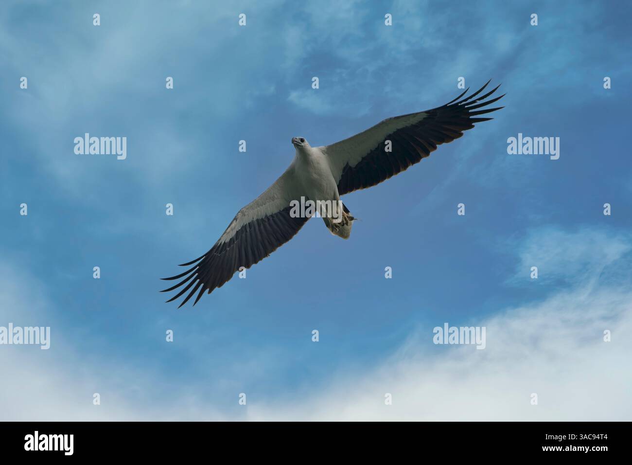 The white bellied sea eagle is an enormous gray and white raptor that ...