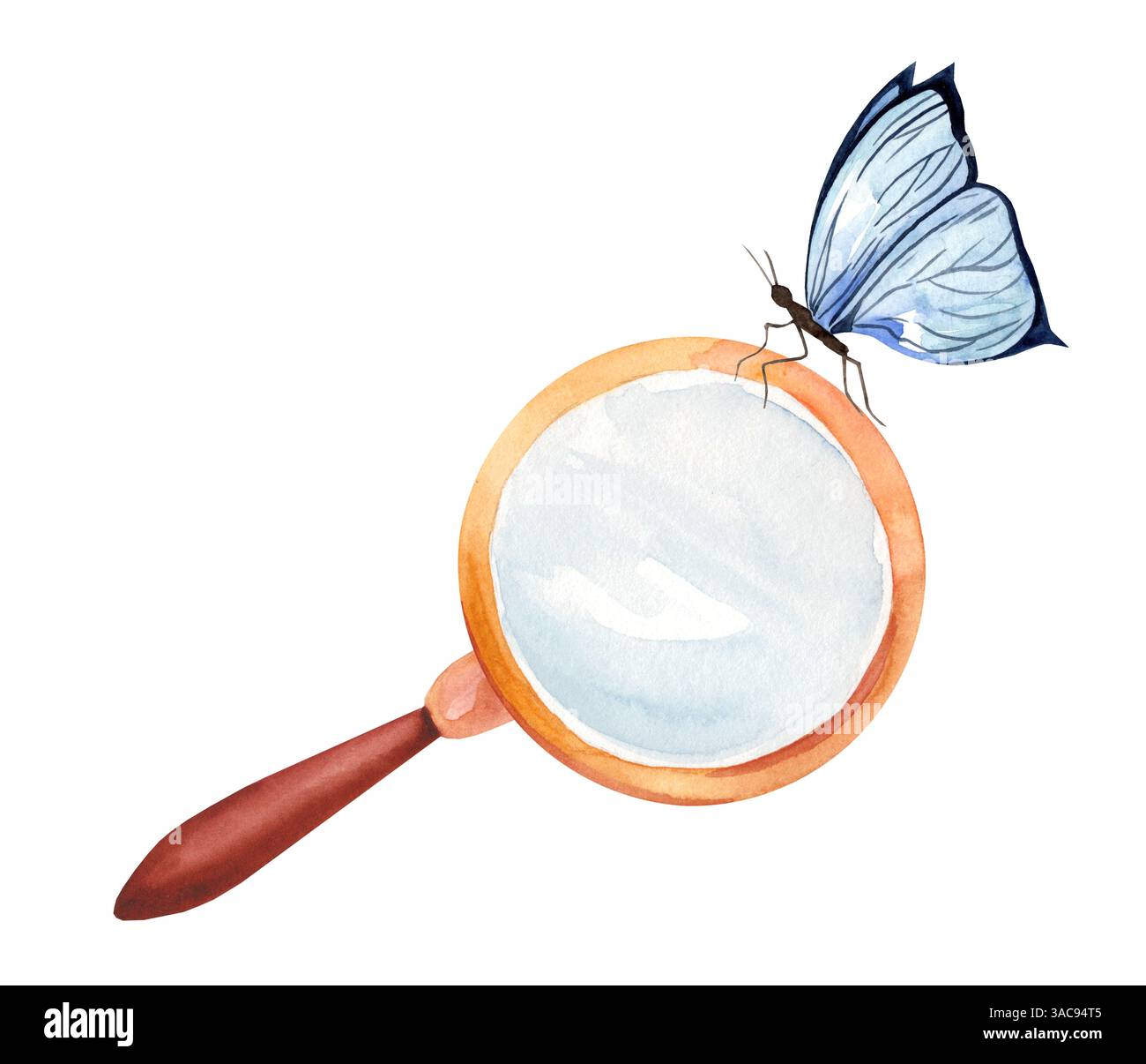 Watercolor illustration of beautiful butterfly under a vintage ...