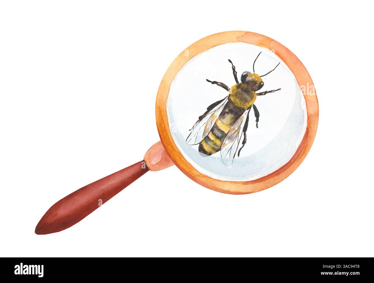 Watercolor illustration of bee under a vintage magnifying glass ...