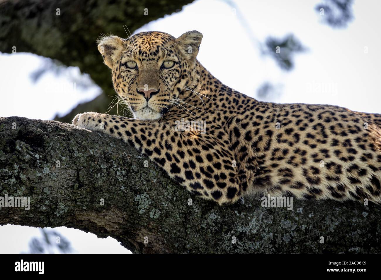 Leopard in a tree at Serengeti Tanzania Stock Photo - Alamy