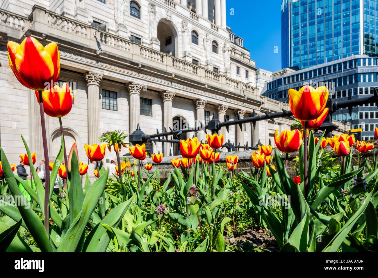 London, UK. 3rd Apr, 2025. Tulips bloom for spring outside the Bank of ...