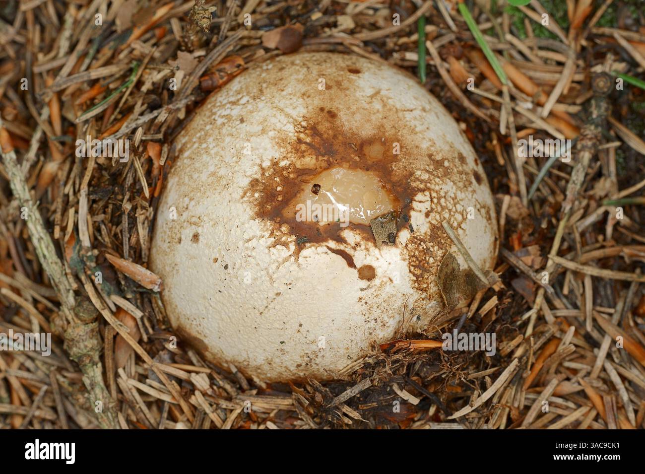 Common Stinkhorn (Phallus impudicus), Germany | Gemeine Stinkmorchel ...