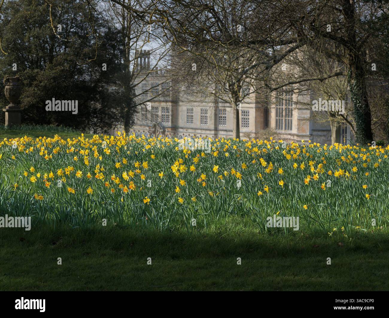 A spread of spring daffodils in the grounds of Burghley House, Stamford ...