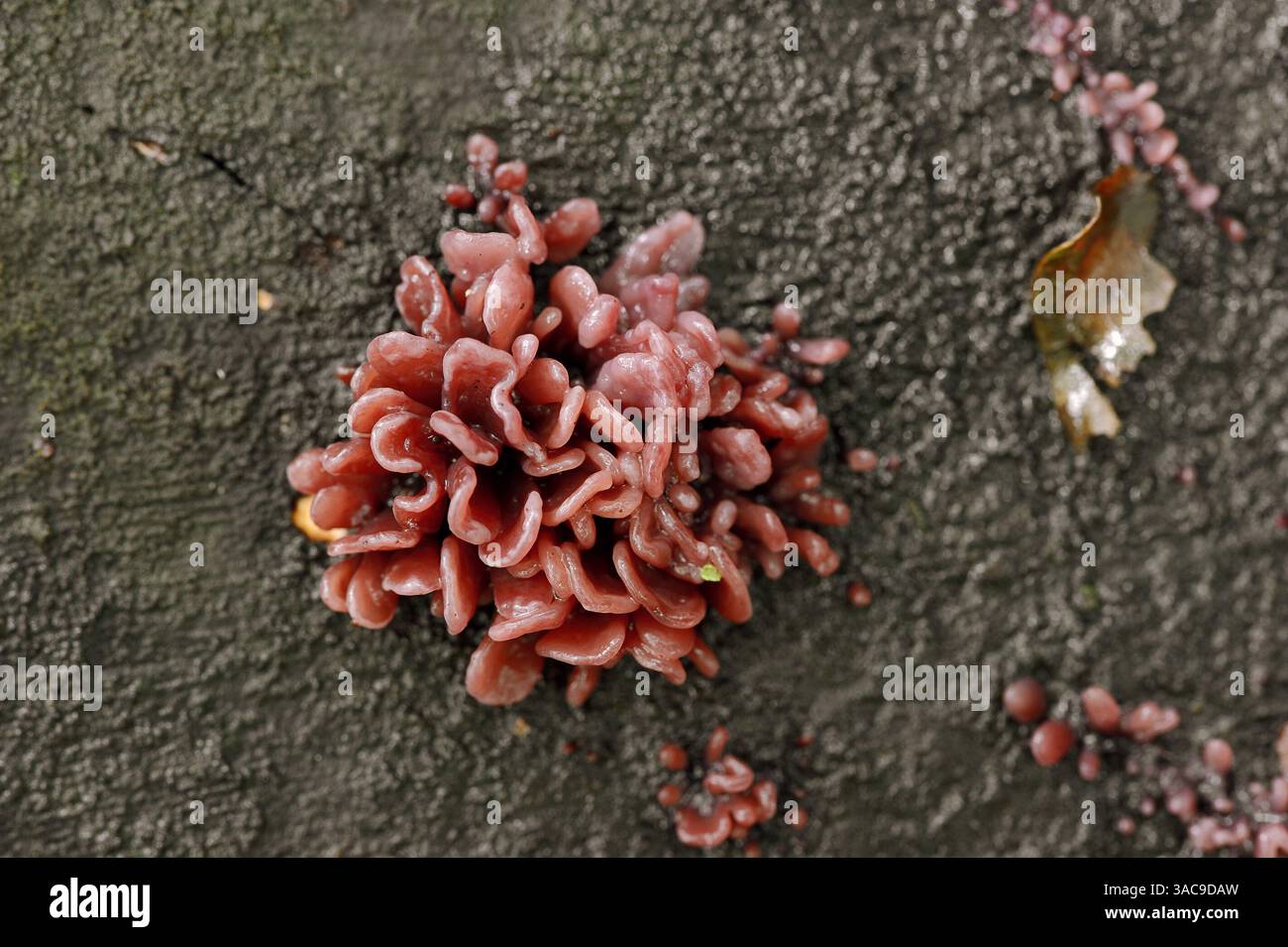 Purple Jellydisc Fungus (Coryne dubia, Ascocoryne sarcoides), Germany ...