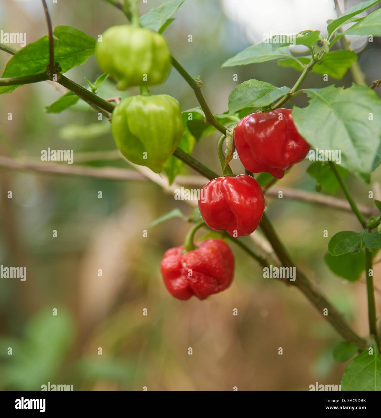 red and green chili peppers growing in garden, closeup of hottest spice ...