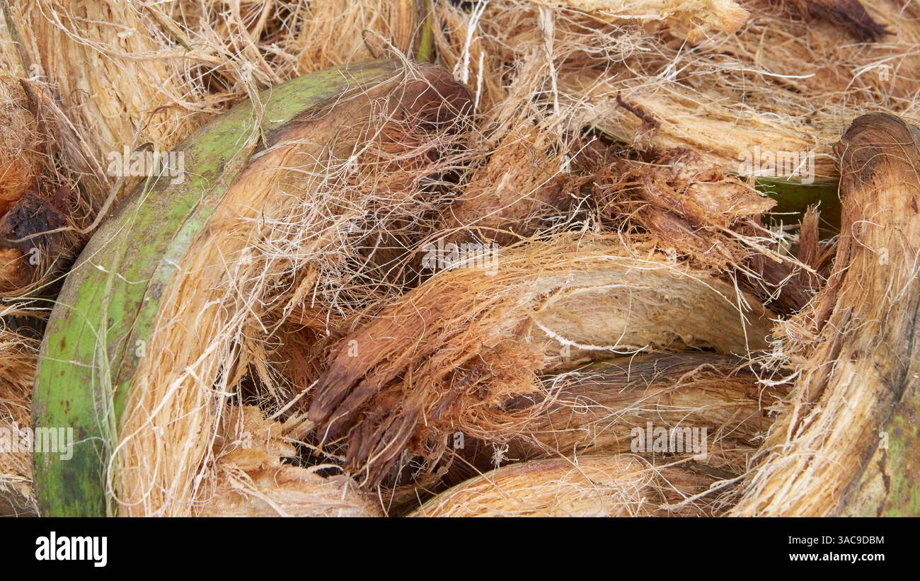 pile of freshly removed coconut husk or coir in close-up view, outer ...