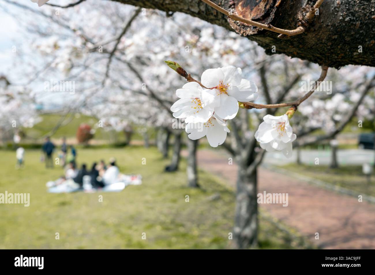 People and families do picnic under the cherry blossom sakura tree in Japan Stock Photo - Alamy