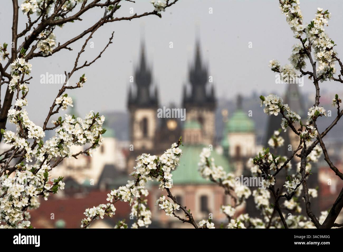 Spring Prague. White flowers on the branches of cherry trees Stock ...
