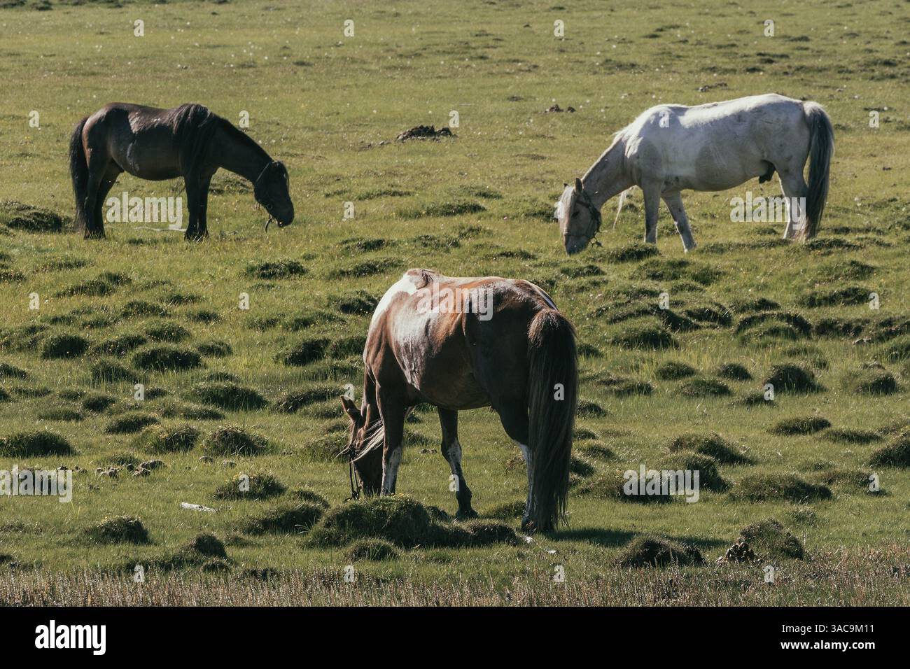 3 beautiful horses in nature farm. Three grazing horses on the pasture ...