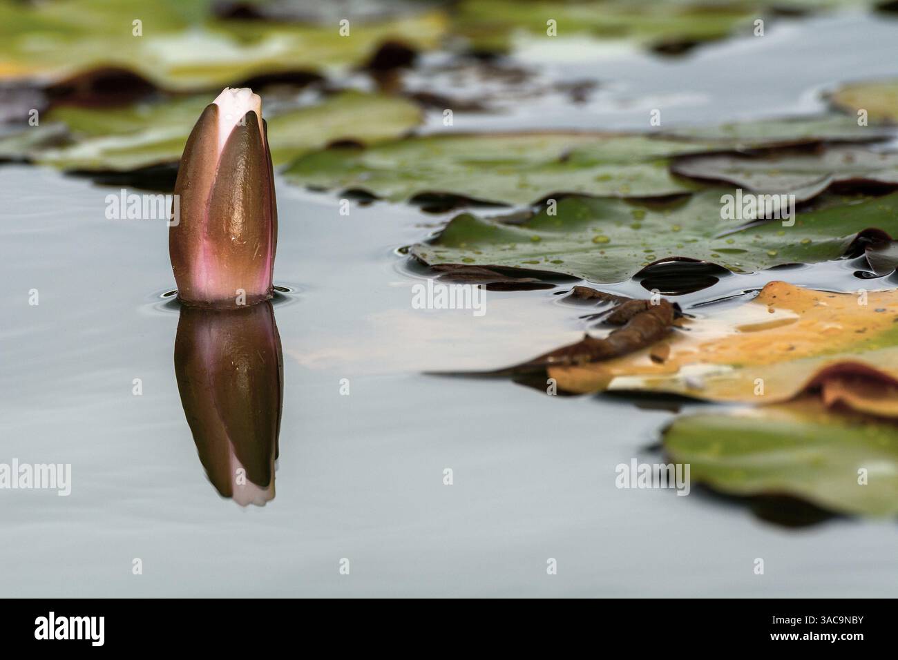 Emerging aquatic bloom hi-res stock photography and images - Alamy