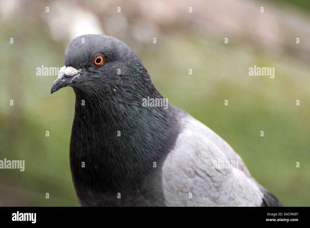 Underrated bird beauty hi-res stock photography and images - Alamy