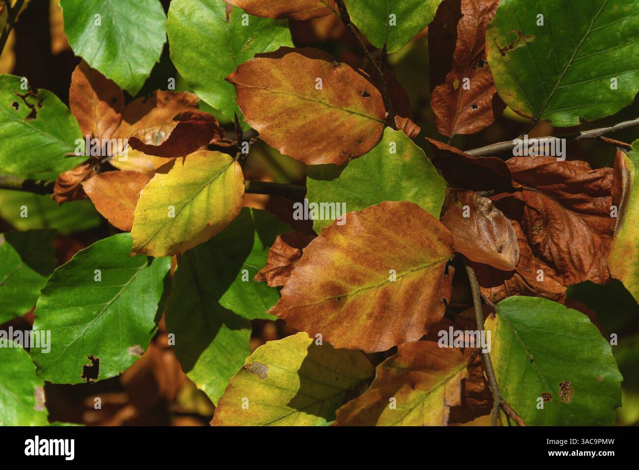 Pre peak foliage hi-res stock photography and images - Alamy