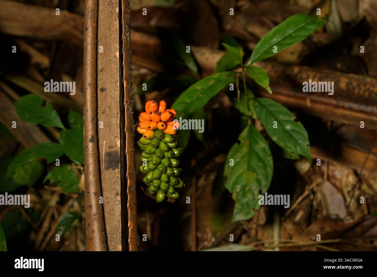Devil's tongue, Konjac, Amorphophallus konjac, Araceae, Khao Sok ...