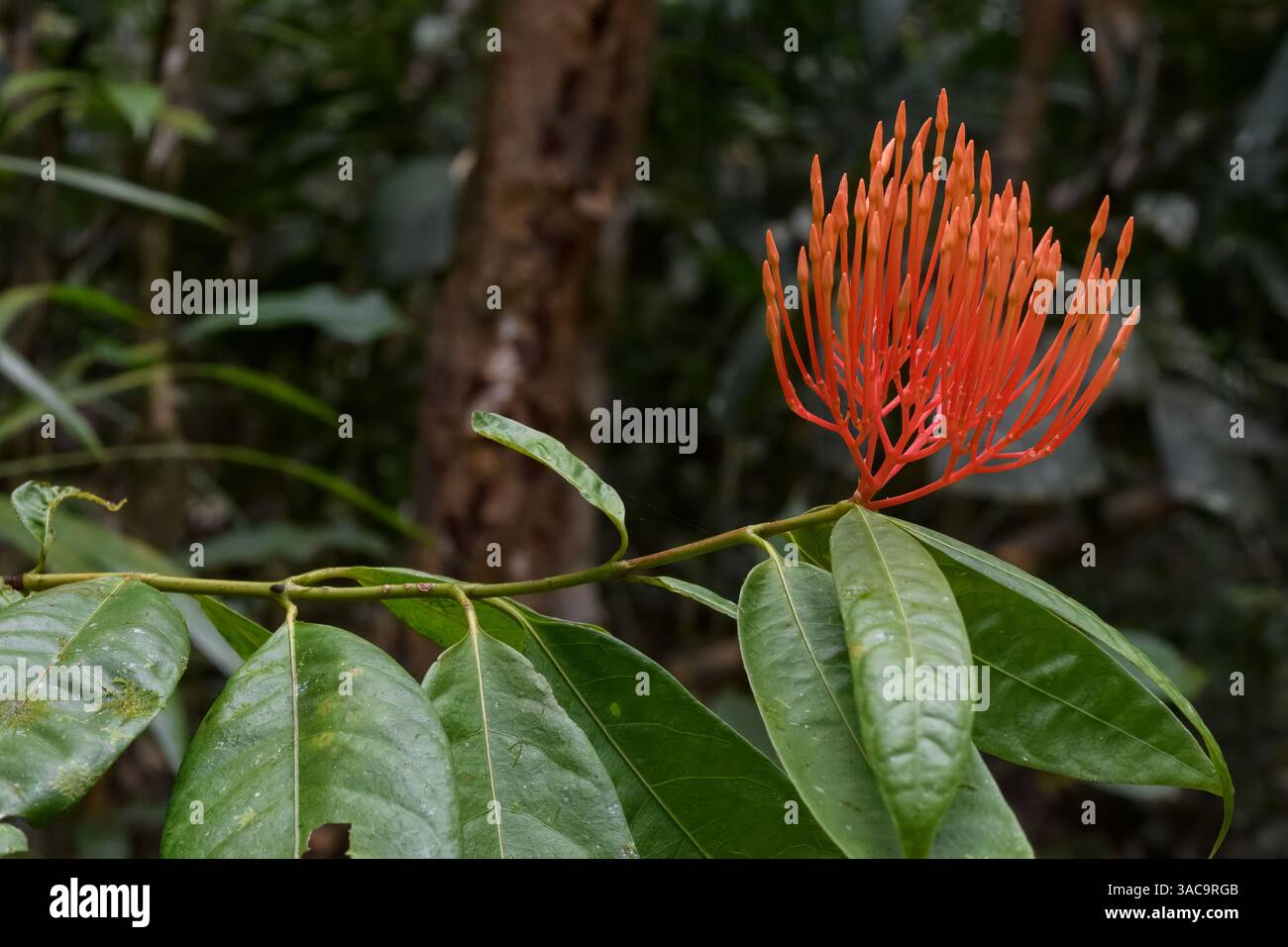 Queensland tree waratah, red silky oak, Alloxylon flammeum, Proteaceae ...