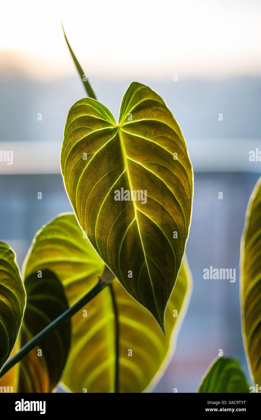 Climbing Philodendron Splendid plant with hear shaped green velvet ...