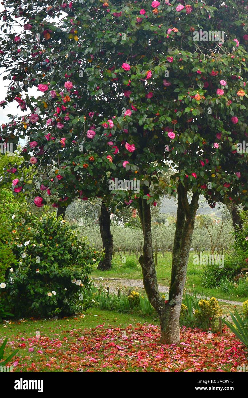 Camellia japonica tree in bloom in Fragoso on the Camino Isabelino de ...