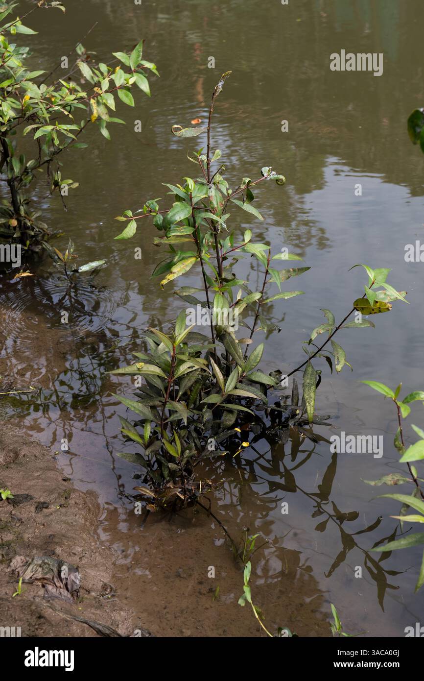 Temple plant, starhorn or giant hygro, Hygrophila corymbosa, Acanthacea ...