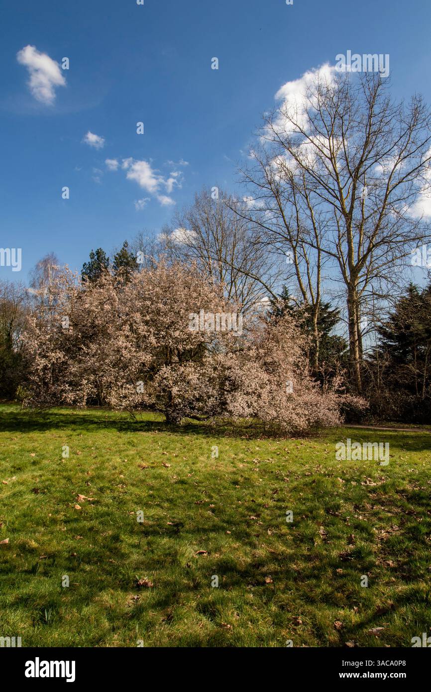 Simply beautiful spring blossoming Prunus Cerasifera ‘Hessei’, in ...