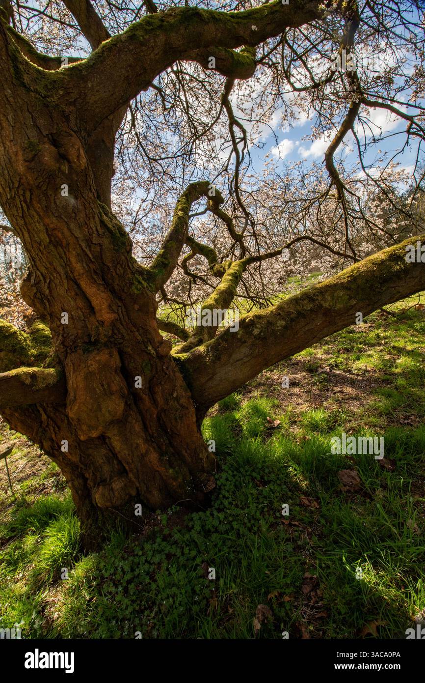 Simply beautiful spring blossoming Prunus Cerasifera ‘Hessei’, in ...