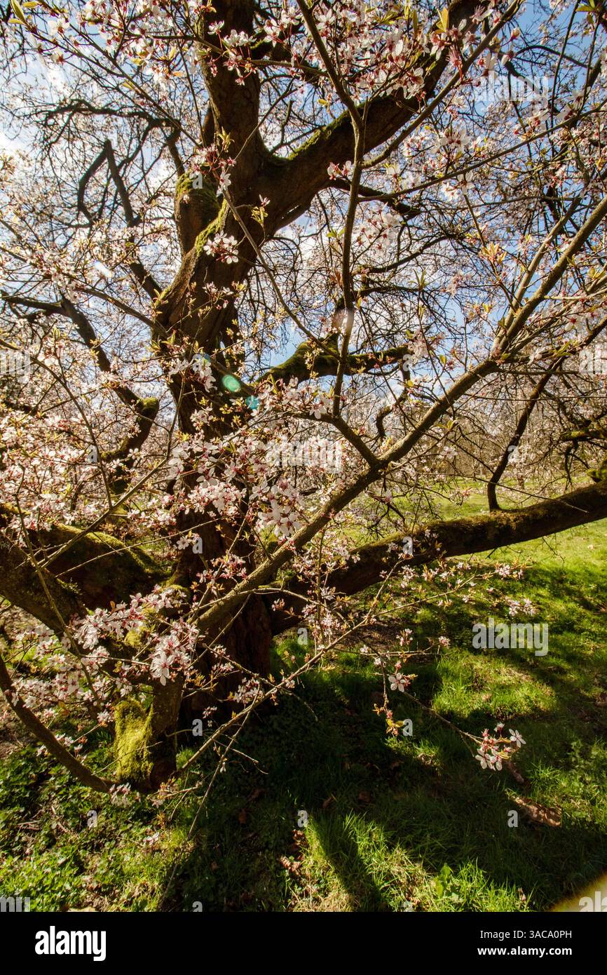Simply beautiful spring blossoming Prunus Cerasifera ‘Hessei’, in ...