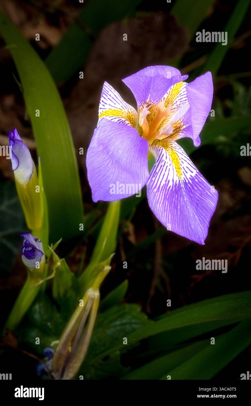 Natural close up flowering plant portrait of iris lazica, Lazistan iris ...