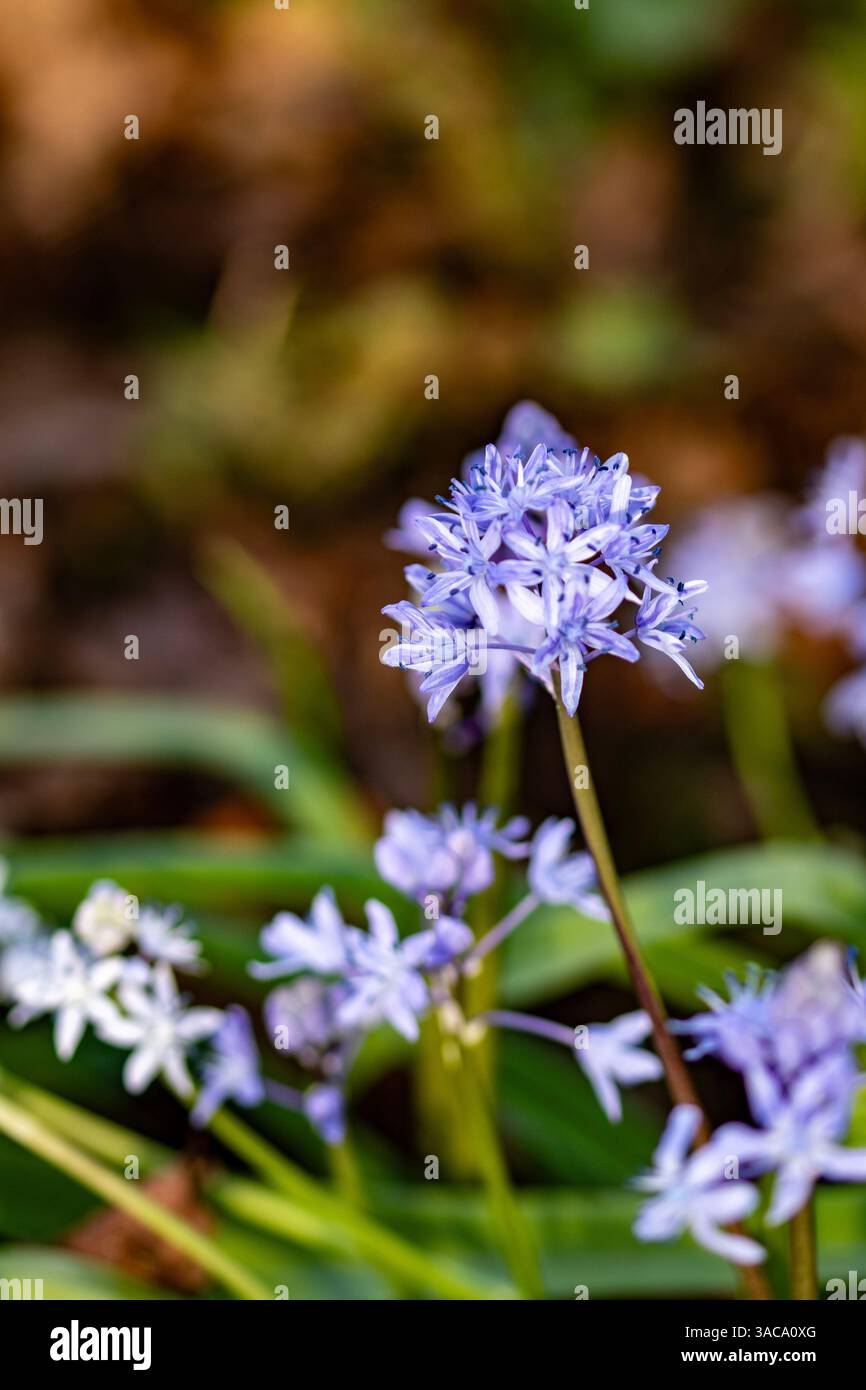 Natural close up flowering plant portrait of Scilla Messeniaca, Greek ...
