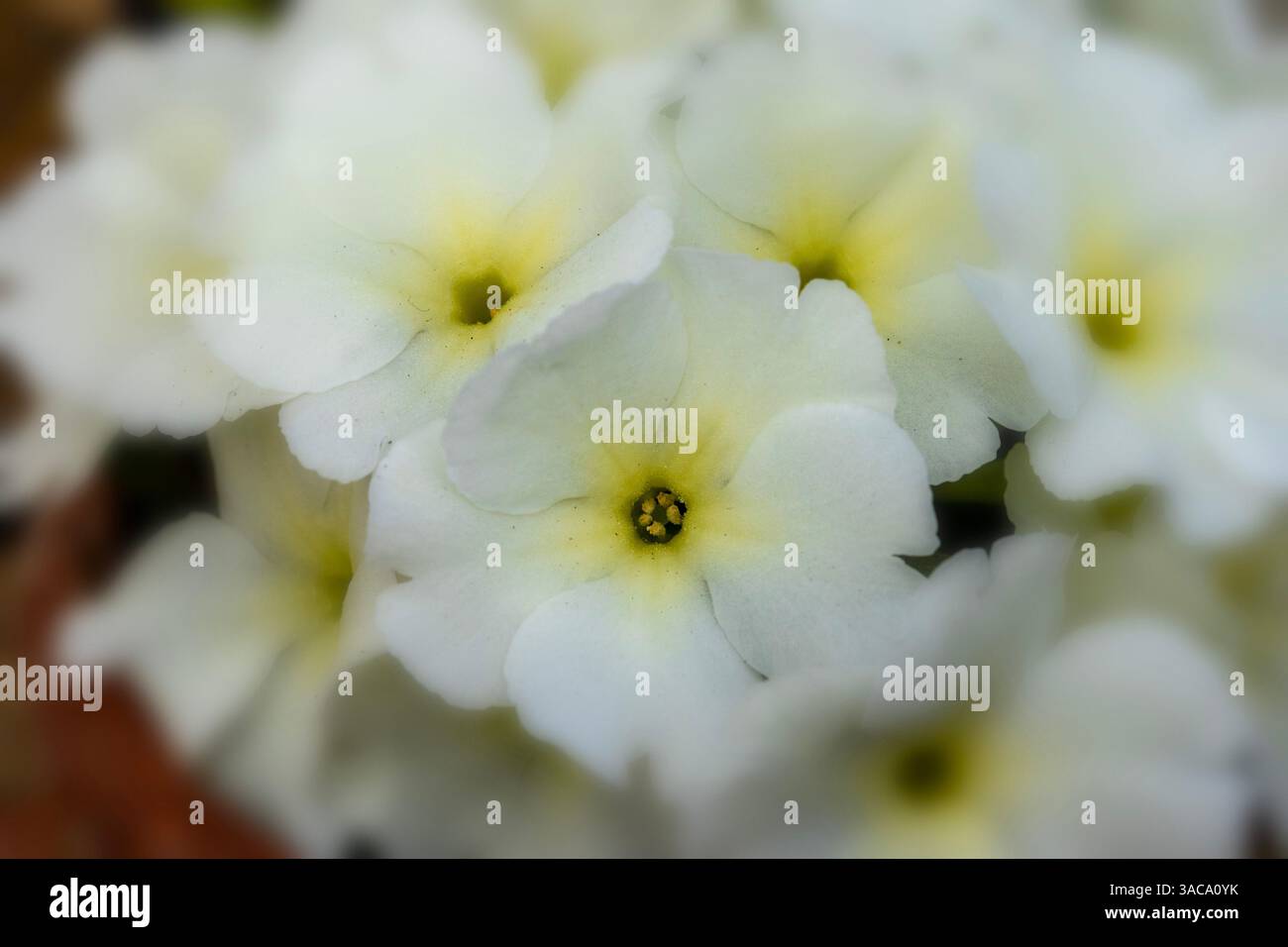 Natural close up, semi-abstract, patterns in nature / plantlike ...