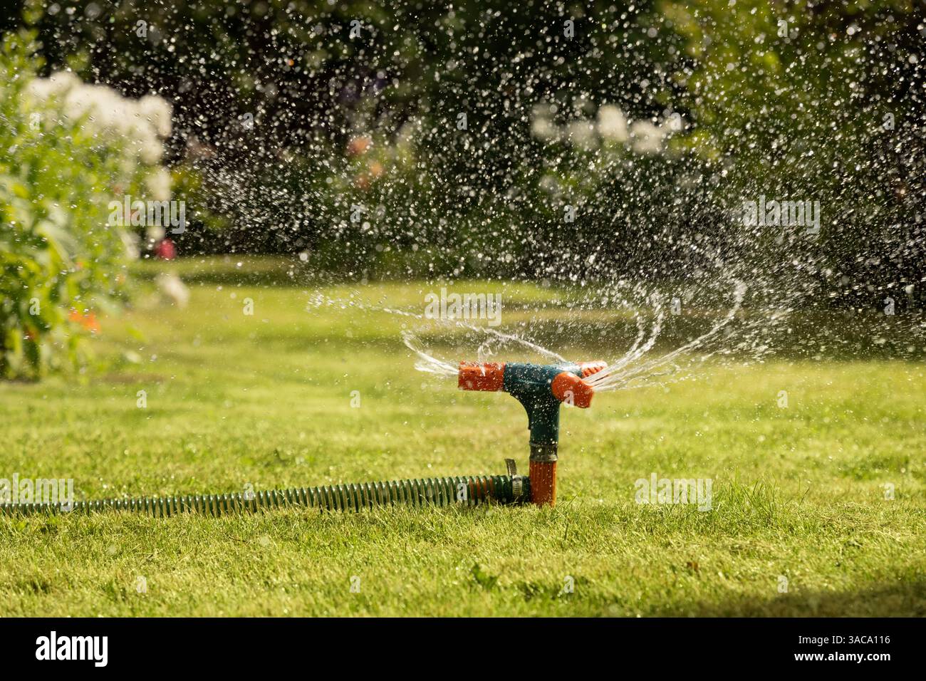 Watering garden with a hose at heat summer on backyard. Close up ...
