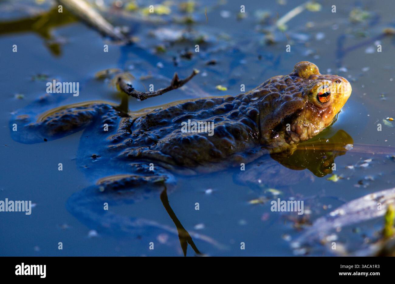 03 April 2025, Mecklenburg-Western Pomerania, Klein Salitz: A common ...