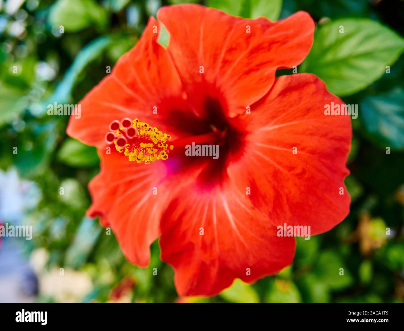 Hibiscus rosa-sinensis, known colloquially as Chinese hibiscus, China ...