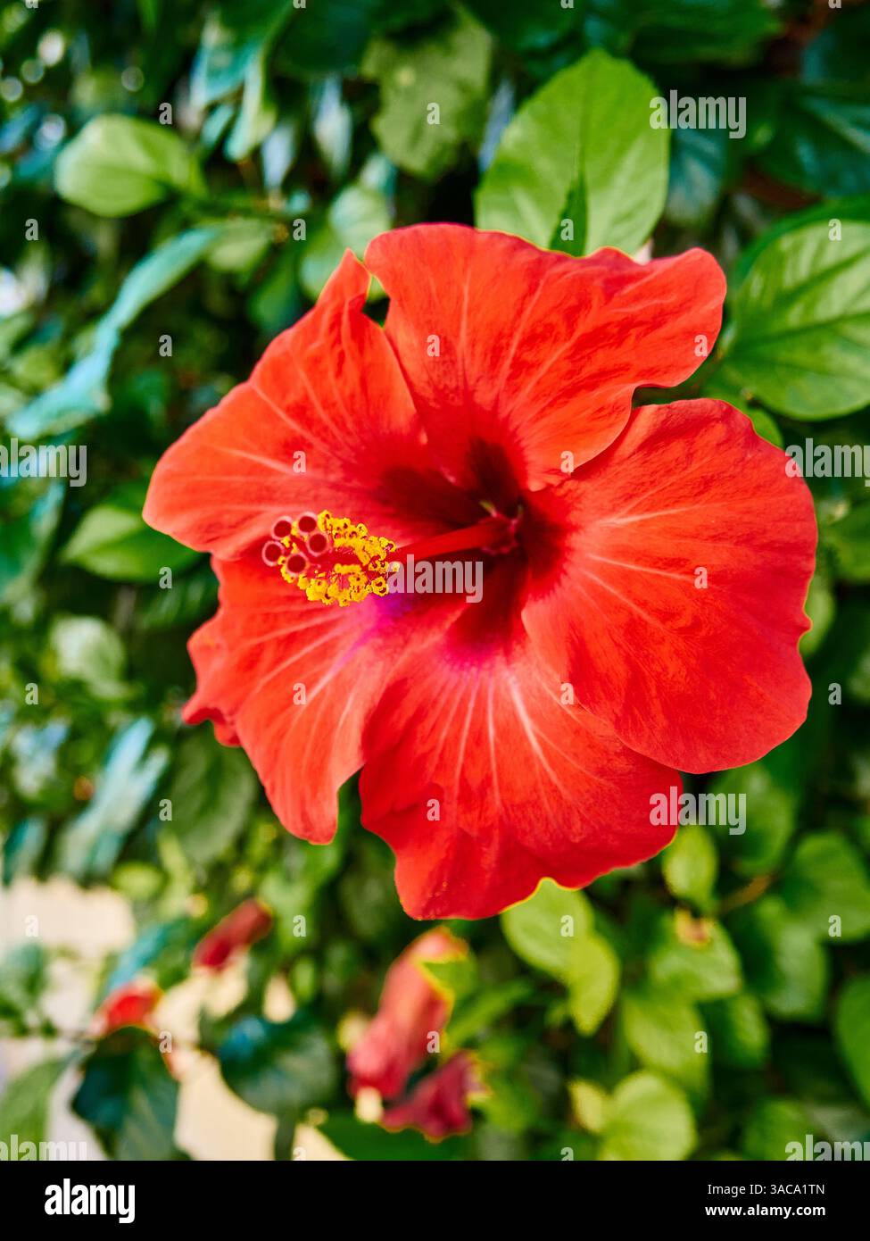 Hibiscus rosa-sinensis, known colloquially as Chinese hibiscus, China ...