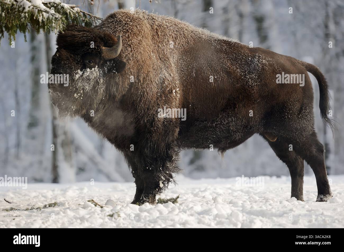 American Bison (Bison bison), bull in winter | Amerikanischer Bison ...