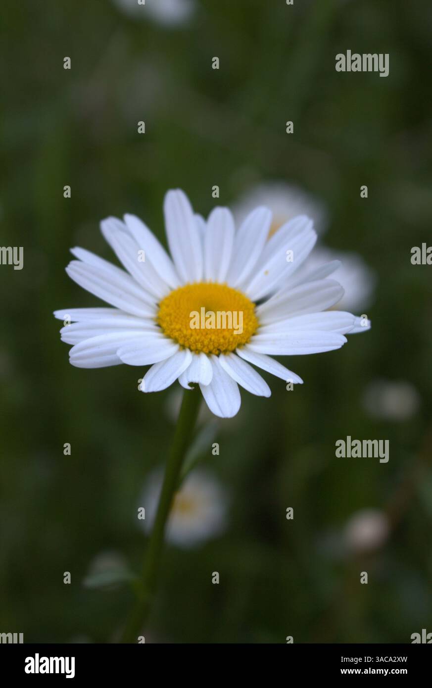 Yellow daisy center hi-res stock photography and images - Alamy