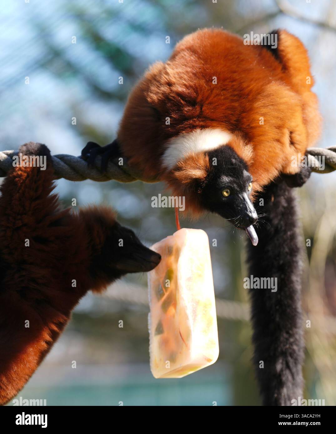Red Ruffed Lemurs enjoy fruit filled ice pops at Blair Drummond Safari ...