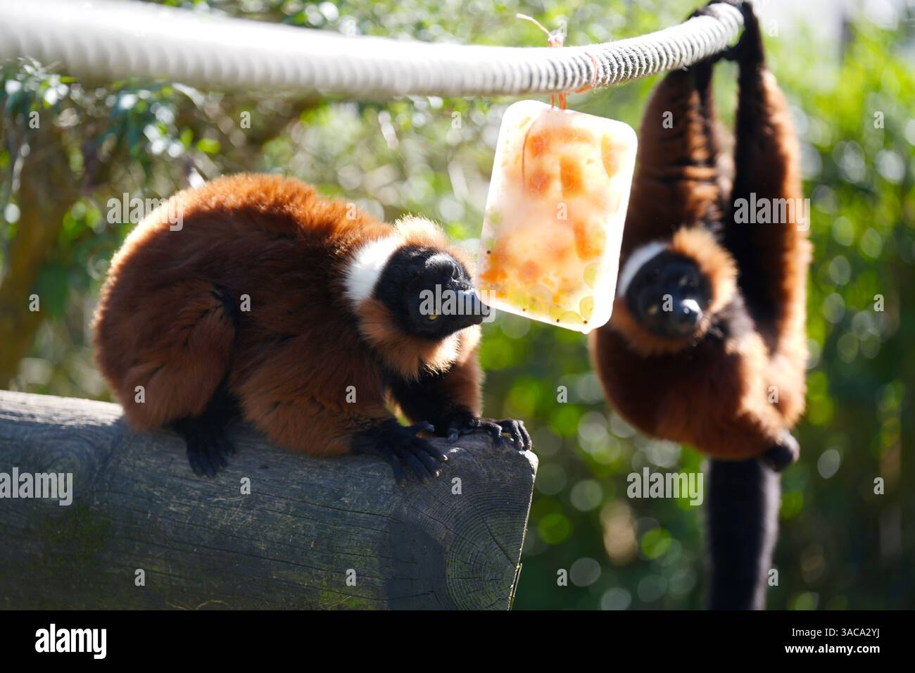 Red Ruffed Lemurs enjoy fruit filled ice pops at Blair Drummond Safari ...