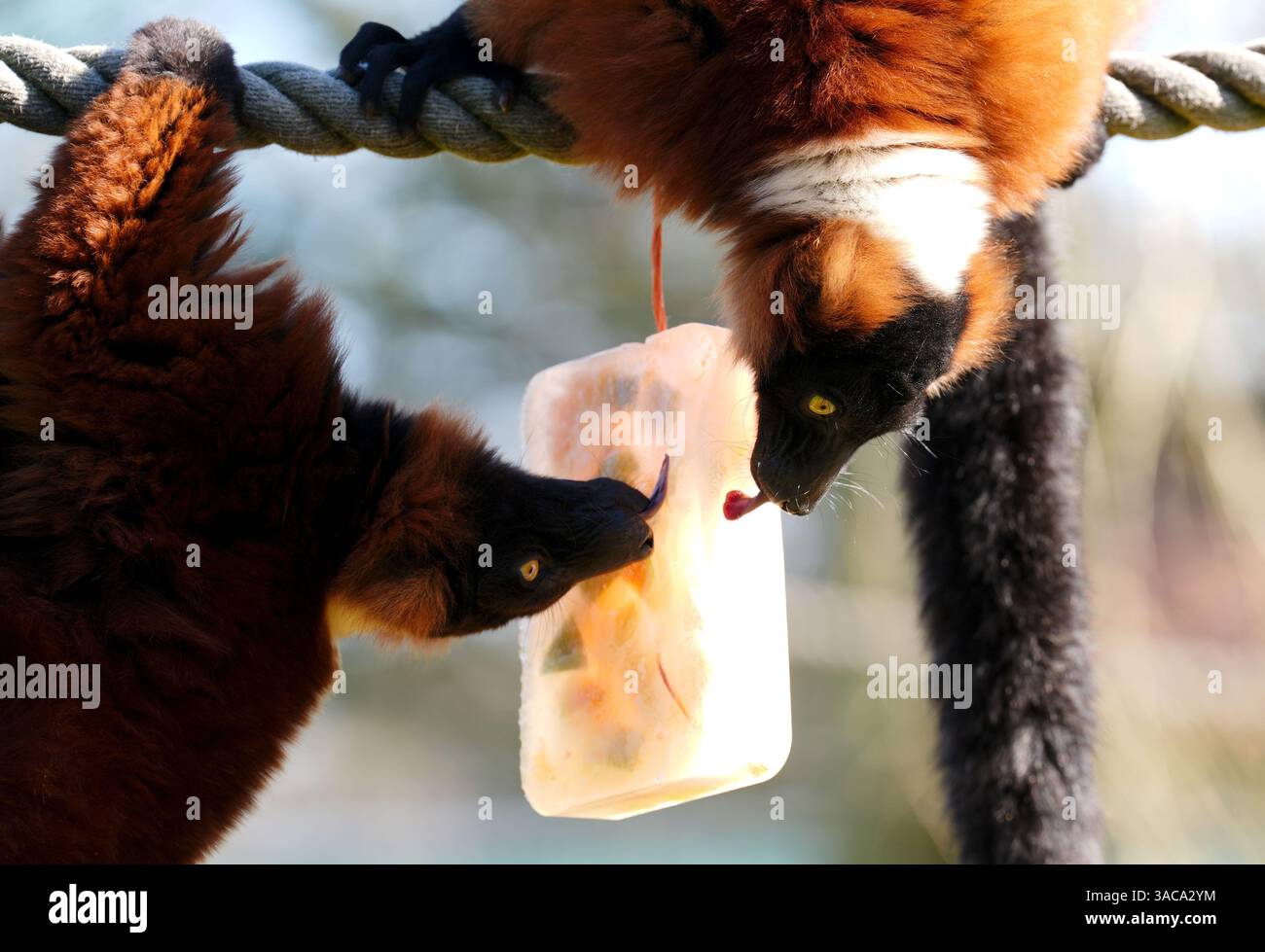 Red Ruffed Lemurs enjoy fruit filled ice pops at Blair Drummond Safari ...