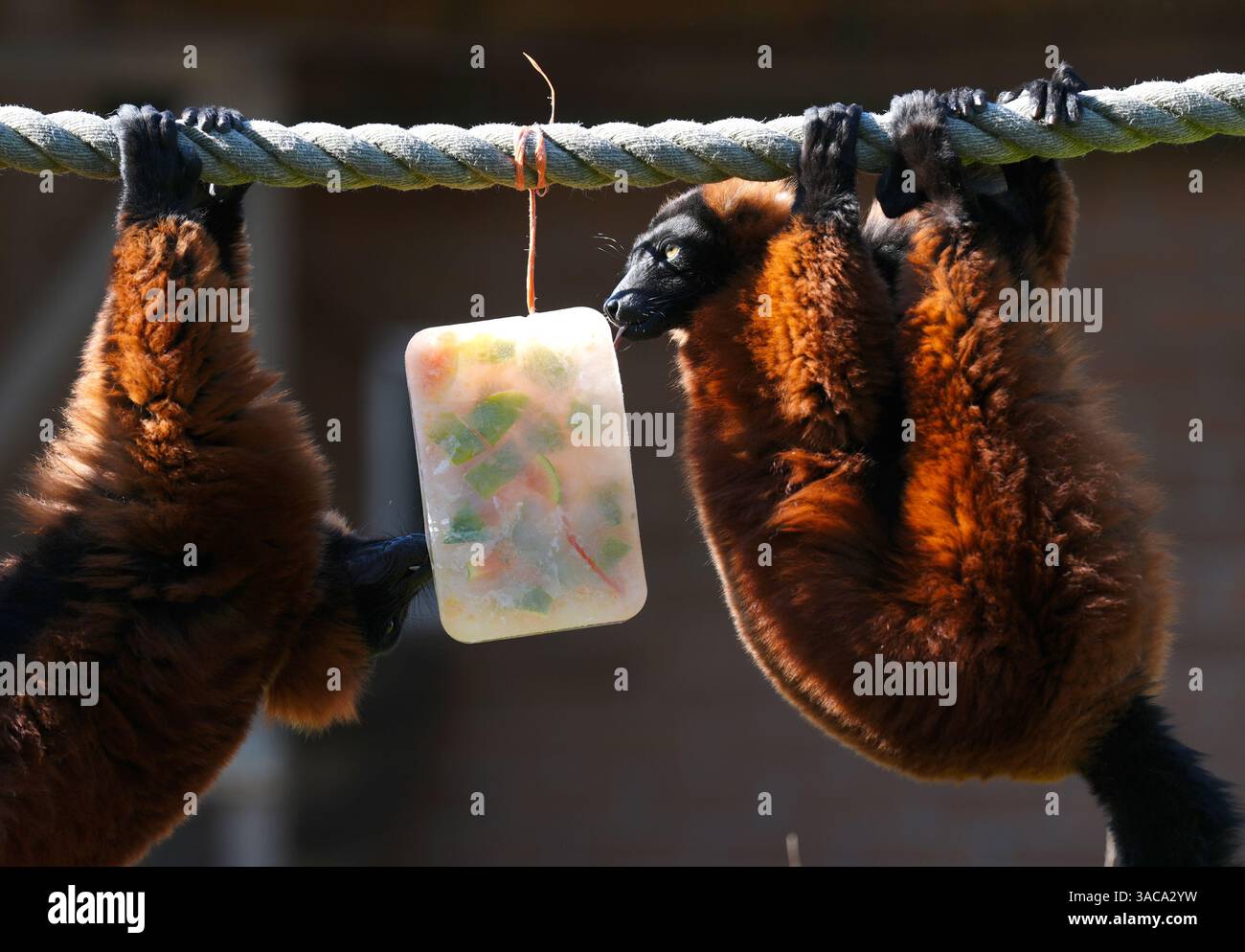 Red Ruffed Lemurs enjoy fruit filled ice pops at Blair Drummond Safari ...