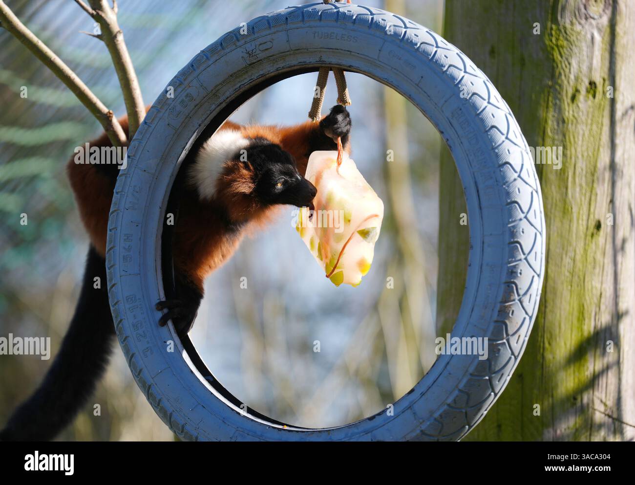 Red Ruffed Lemurs enjoy fruit filled ice pops at Blair Drummond Safari ...