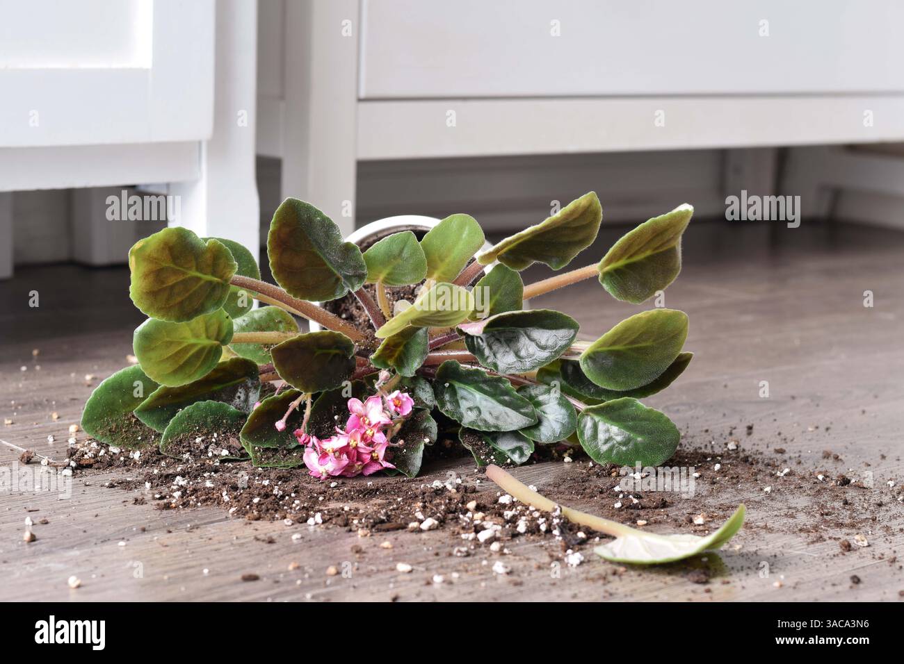 Broken pot hi-res stock photography and images - Alamy