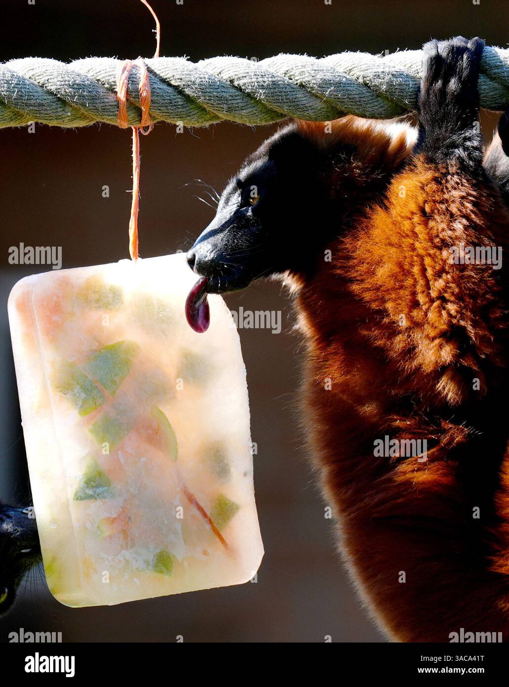 Red ruffed lemurs enjoy hi-res stock photography and images - Alamy